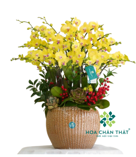 Chậu Lan Hồ Điệp 12 Cành – Màu Vàng Tài Lộc Đón Xuân
